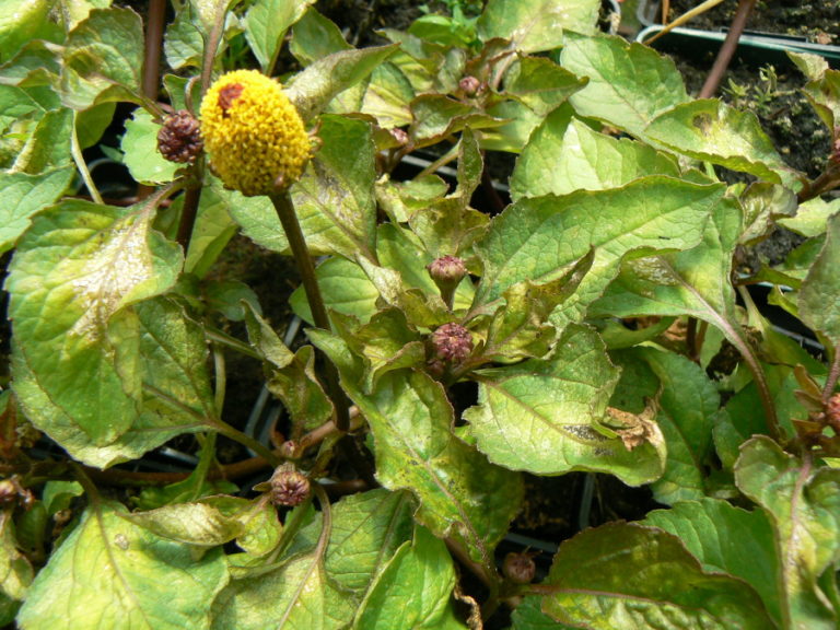 Bredes Mafane ou Cresson de Para Bio - Les Jardins d'Ollivier