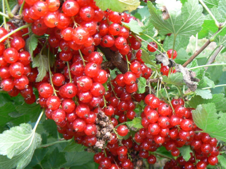 Groseillier Rouge Rovada Bio - Les Jardins d'Ollivier