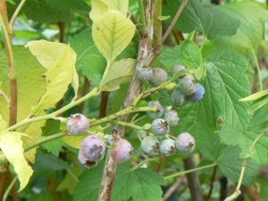 Myrtillier Arbustif Bio - Les Jardins d'Ollivier