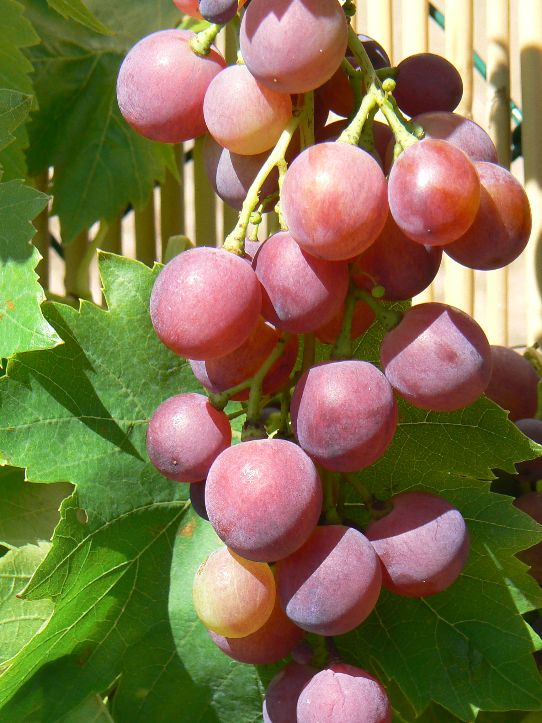 Raisin Vanessa Bio - Les Jardins d'Ollivier