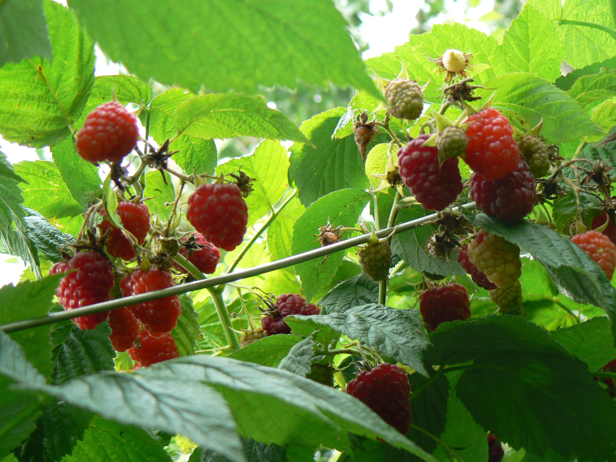Framboisier Héritage Bio - Les Jardins d'Ollivier
