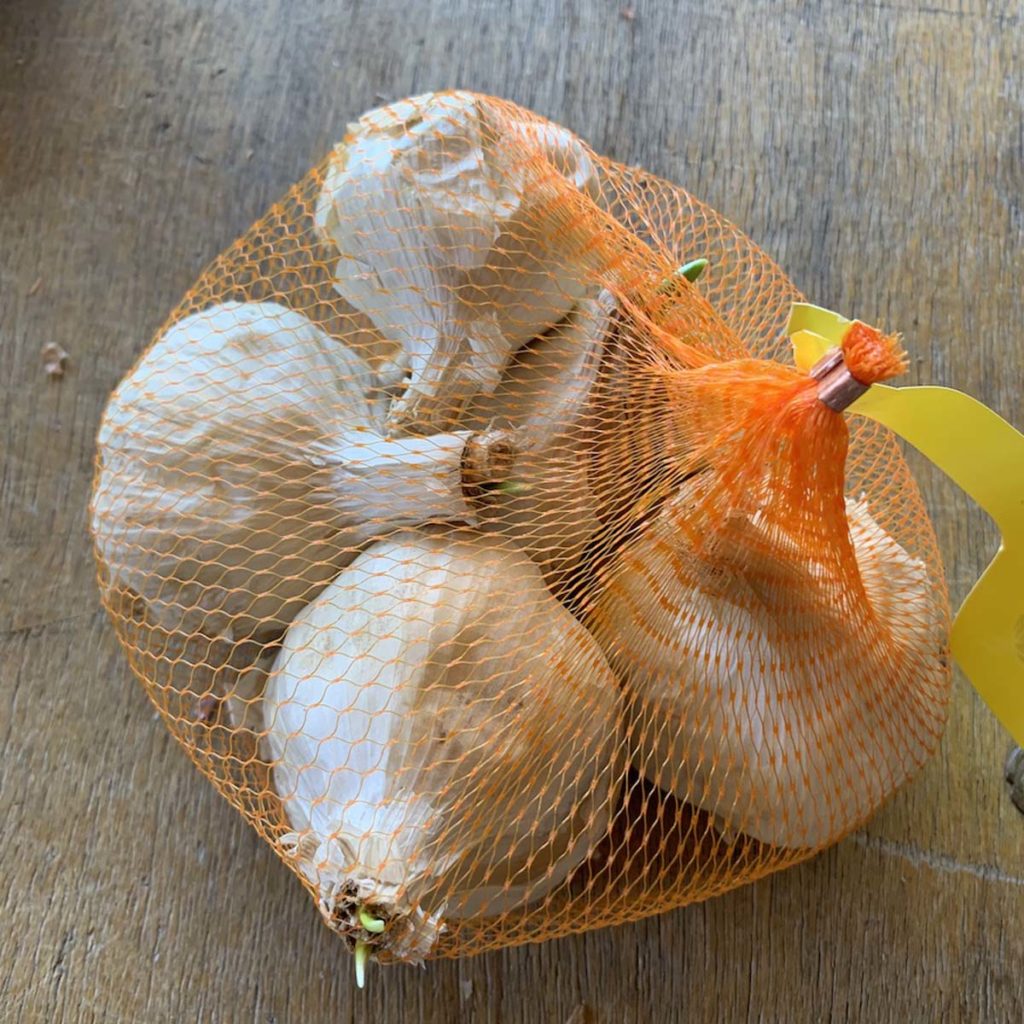 Oignon Ail Echalote Bio - Les Jardins d'Ollivier - pépinière Bio