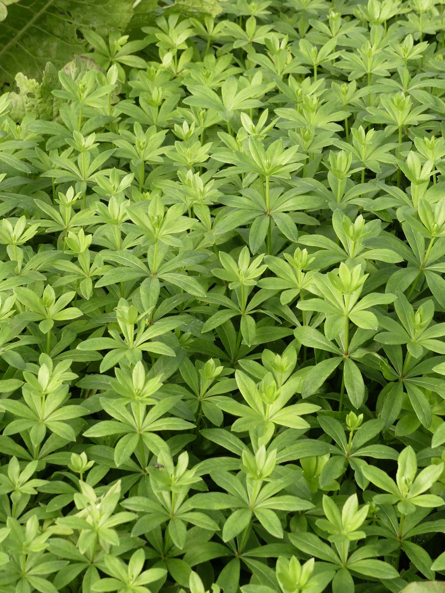 Aspérule Odorante - Petit Muguet-Gallet Odorant Bio - Les Jardins d ...