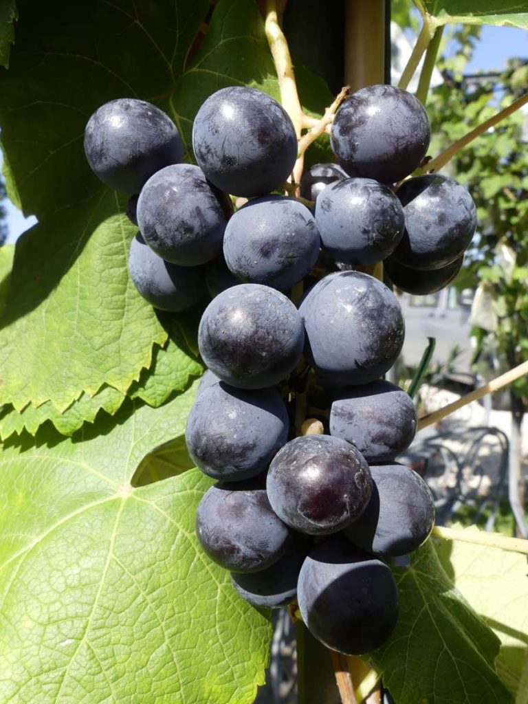 Raisin Muscat de New-York Bio - Les Jardins d'Ollivier