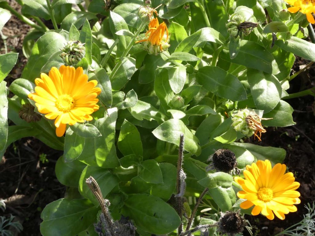 Souci Bio - Les Jardins d'Ollivier