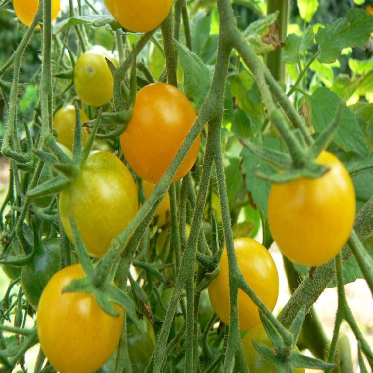 Tomate cerise Mirabelle jaune Bio - Les Jardins d'Ollivier