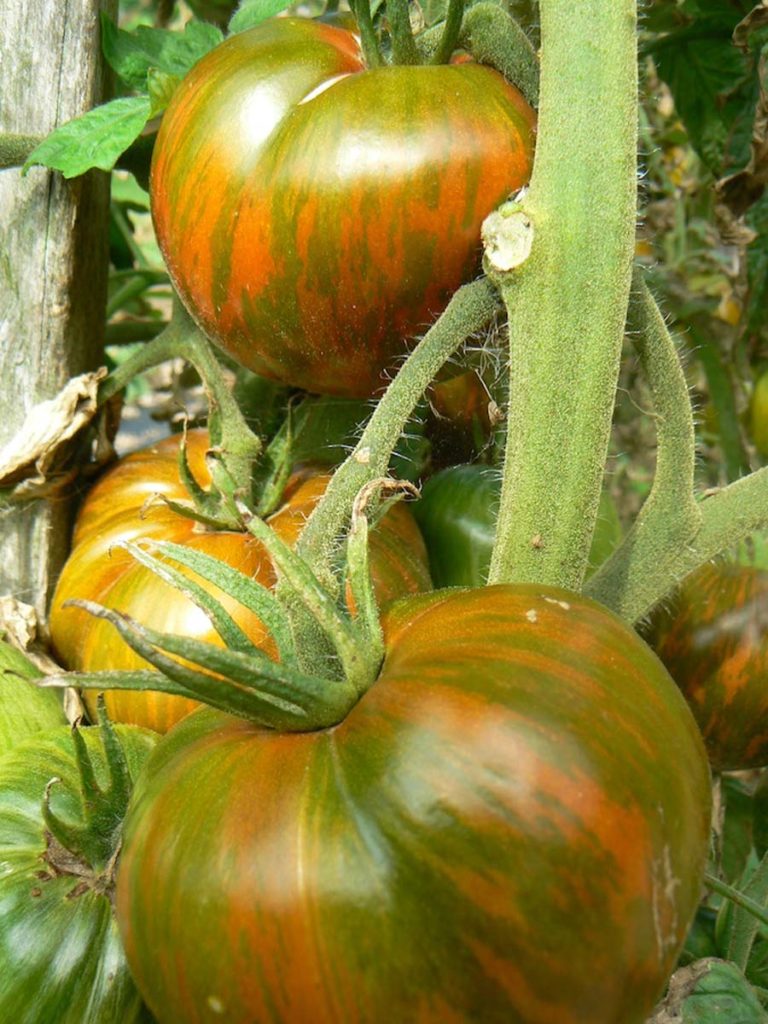 Tomate Paul Robson Bio - Les Jardins d'Ollivier