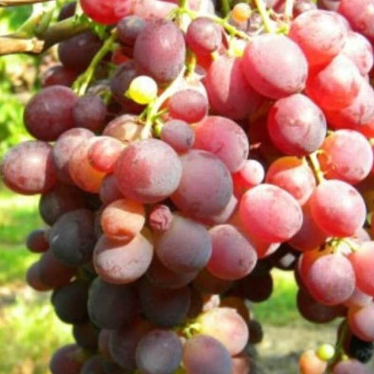 Raisin Zemira Bio - Les Jardins d'Ollivier